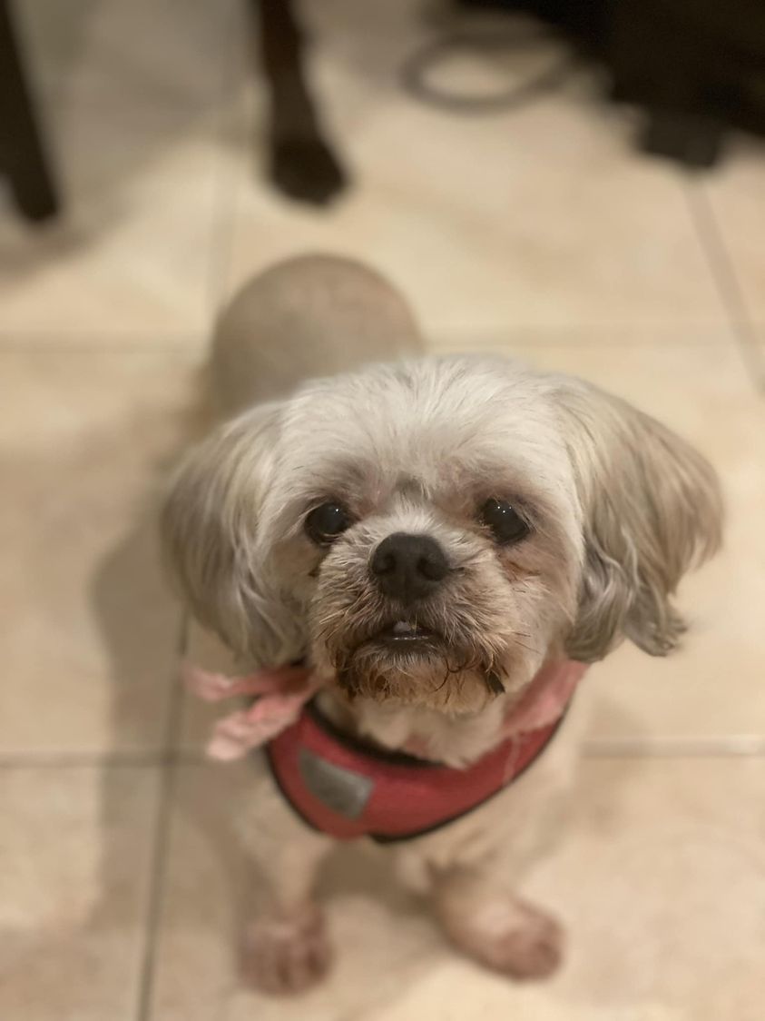 Saying Goodbye to Maya: Navigating the Pain of Losing a Furry Family ...